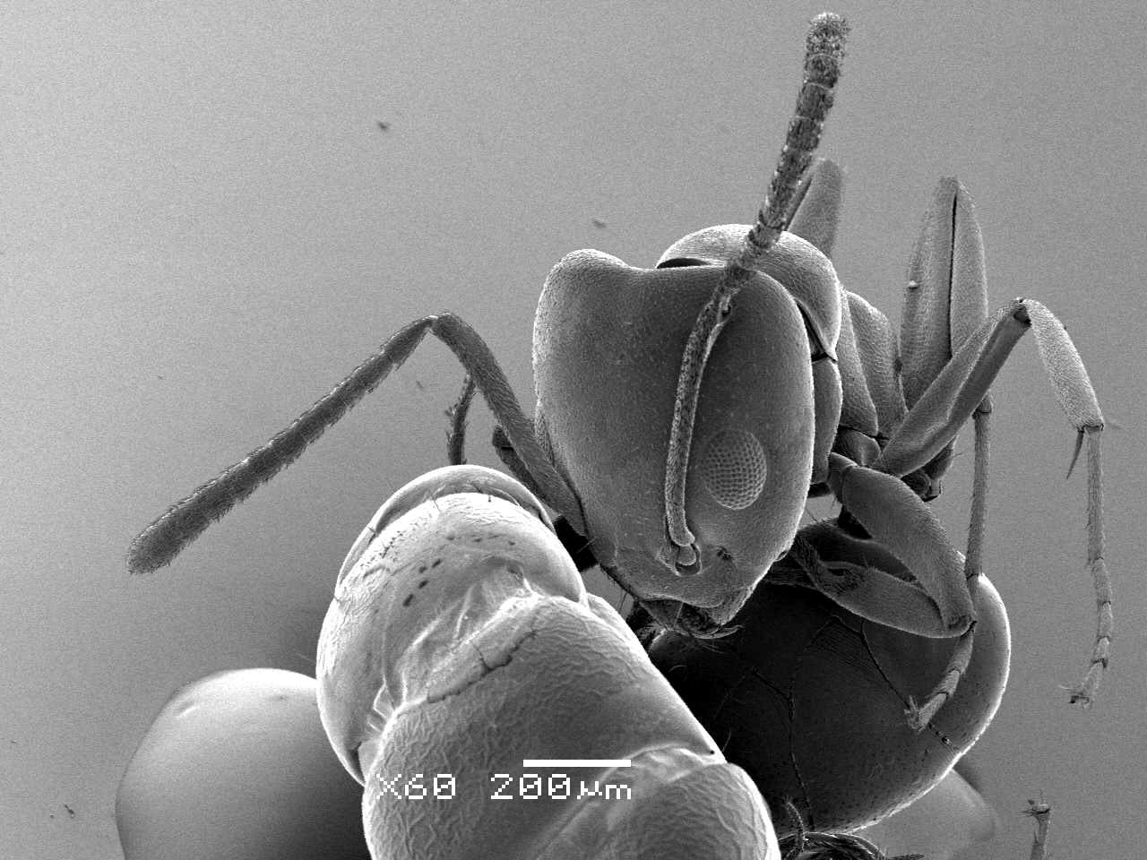 Virtual Microscopy - XTAL ENTERPRISES